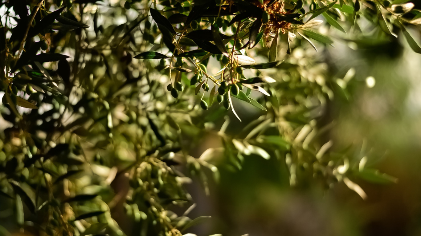 Umbrian Organic Extra Virgin Olive Oil Il Moraiolo